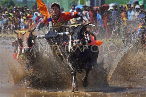 Karapan Sapi Brujul ANTARA Foto