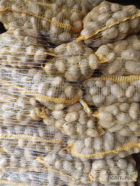Sprzedam ziemniaki odmiany Soraya 5 worek 15 kg świętokrzyskie