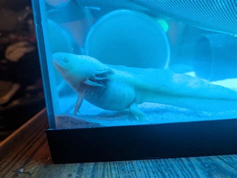 Need Help With A Dwarf Axolotl And Feeding Habits R Axolotl