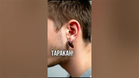 Что делать если в ухо попал таракан доктор лорврач оториноларинголог Youtube