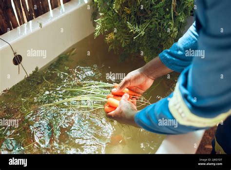 Farming Vegetables And Hands Cleaning Soil From Raw Produce From