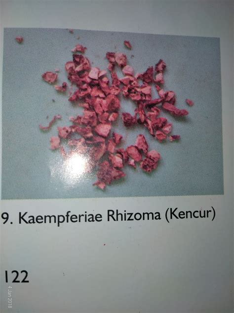 Kaempferiae Rhizoma