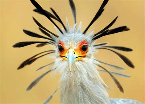30 Hoopoe Facts Fly Catching Punk Rocker 3 Species Of Upupa