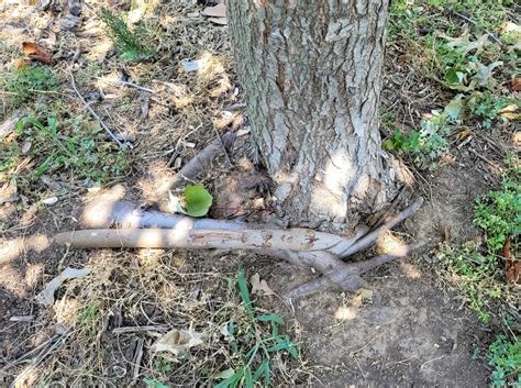 Girdling Roots Maple Has A Few Cross Over Roots R Arborists