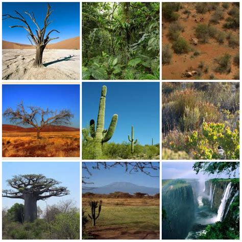 Tipos De Clima