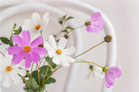 古い白いウィーンの椅子にコスモスの花静物光の背景 花のストックフォトや画像を多数ご用意 花 草地 椅子 Istock