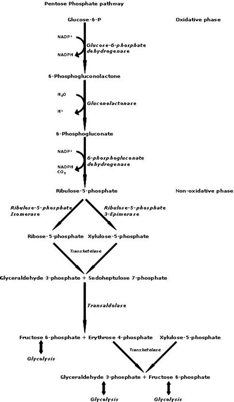 Tj In Biochemistry The Pentose Phosphate Pathway Also Called The Phosphogluconate Pathway