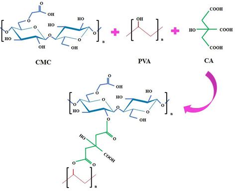 Crosslinking Of Pva And Cmc By Ca Download Scientific Diagram