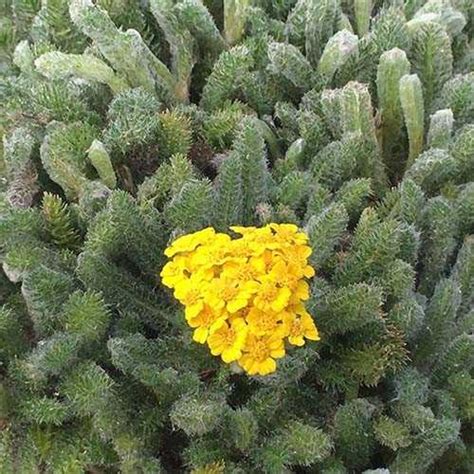 Купить семена растение Тысячелистник войлочный Achillea Tomentosa