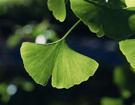 Des bienfaits insoupçonnés découvrez les vertus du Ginkgo biloba