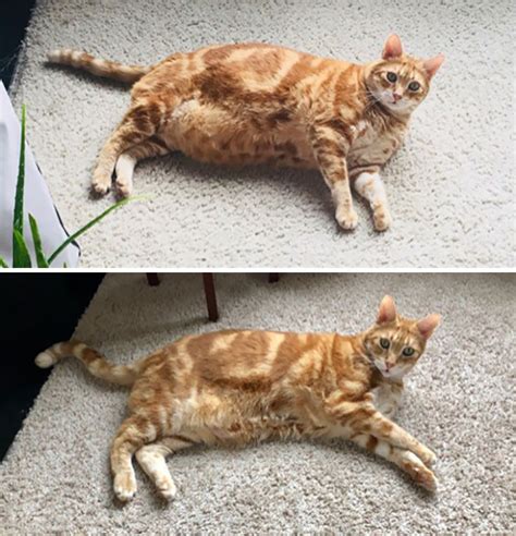 Cats Go From 33 Lb Chonkers To Smaller Healthier Weights