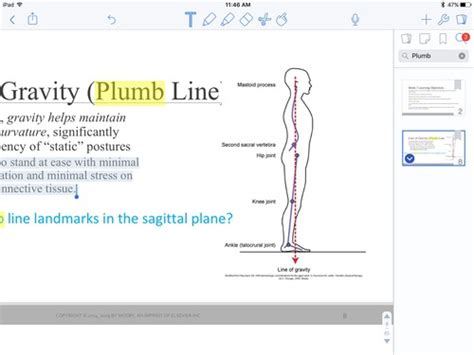 Posture Flashcards Quizlet