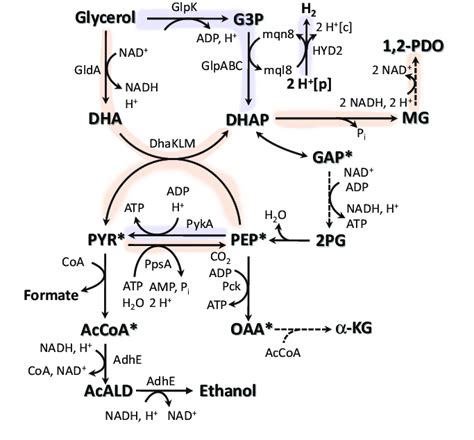 Updated Metabolic Model For Fermentative Glycerol Metabolism In E Coli Download Scientific