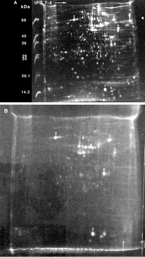 A Two Dimensional Protein Gel Transferred To A Pvdf Membrane And