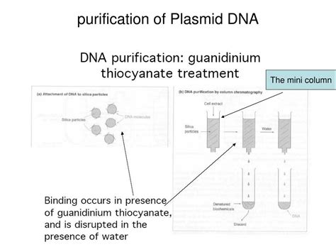 Ppt Recombinant Dna Techniques Laboratory Bi 431 531 Powerpoint