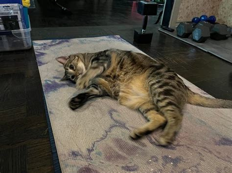 Kitty Bit Games And Cosplay~ On Twitter A Story In 3 Pics Coach Axel