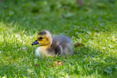 Como A Babá Eletrônica Angelcare Pode Proteger Seu Bebê Mundo Das Tribos