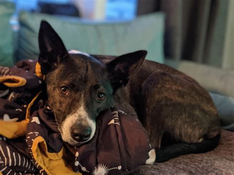 So Sleepy : r/dogsusingpillows