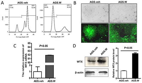 Establishment Of Stable Wtx Overexpressing Ags Cell Line A Flow