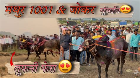 भारत केसरी मथुर 1001 And जोकर चा उसाटणे आड्ड्यात तुफानी फेरा Mathur