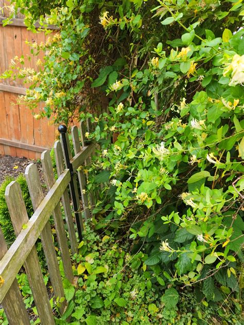 How Can I Prune This Without Killing It So Theres Room To Build A