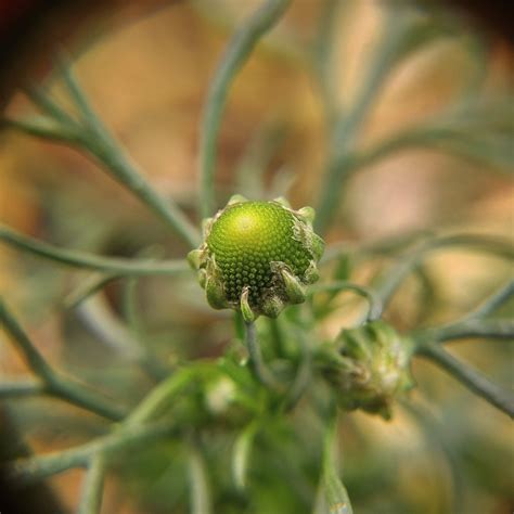 Chamomile Sprouts Showing Some Buds Love Indoor Gardening R Gardening