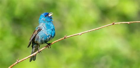 The Top 10 Blue Birds In Alabama With Pics