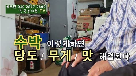 수박재배방법 에코린 유기농법 염류장해 연작장해 토양개량 곰팡이 당도올리기 수박병해 뿌리발근 무름병 고자리 진딧물 흰가루병 탄저병