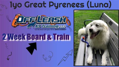 1yo Great Pyrenees Luna Before And After Board And Train Obedience