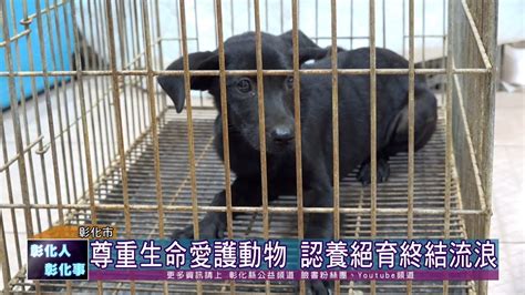 109 07 04 流浪犬貓tnvr 捕捉、絕育、疫苗、回置 Youtube