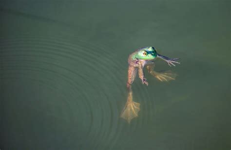 Une Grenouille Qui Flotte Dans Leau Photo Image Gratuite De
