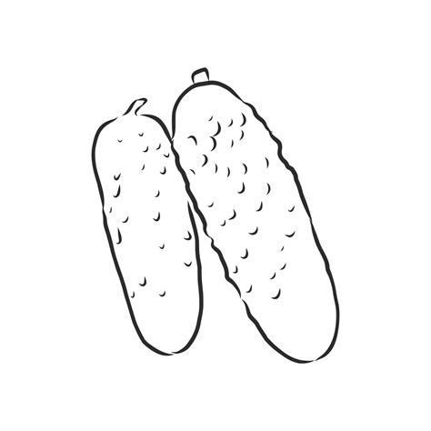 Cucumber Vector Sketch 19139667 Vector Art At Vecteezy