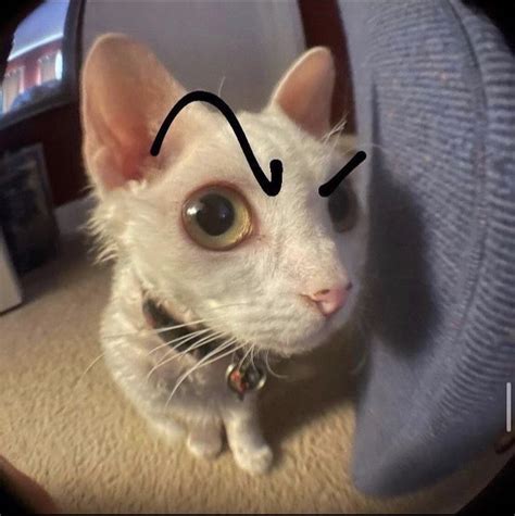 Cute Cats And Kittens Funny Cats And Kittens Funny Hilarious Komik