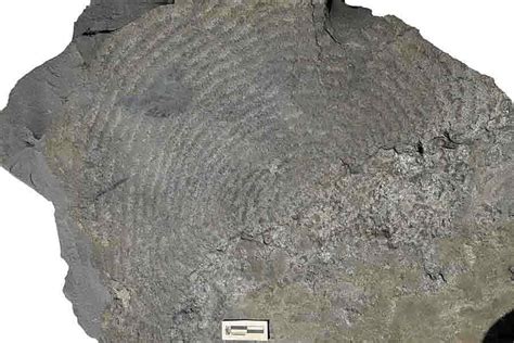 Scientists Develop New Method For Studying Early Life In Ancient Rocks