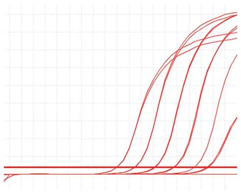 Maxima Mélange Maître Maxima Sybr Green Pour Qpcr 2x Avec Un Flacon
