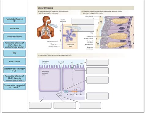 Solved AIRWAY EPITHELIUM A Epithelial Cells Lining The Chegg