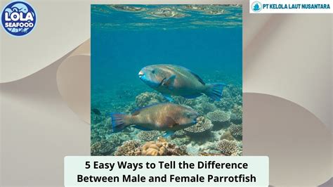 Easy Ways To Tell The Difference Between Male And Female Parrotfish