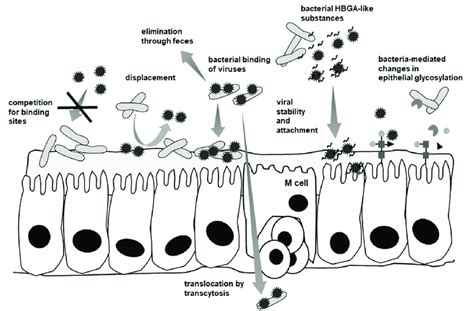 Proposed Interactions Of Commensal Intestinal Bacteria With Enteric Download Scientific Diagram