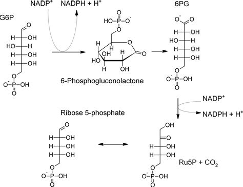 Iucr 6 Phosphogluconate De­hydrogenase And Its Crystal Structures