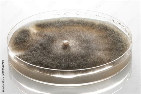 Botrytis Cinerea Gray Mold In The Phase Of Sporulation In A Petri