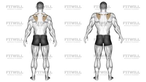 Scapula Elevation Depression Exercise Guide Techniques Benefits How To Muscles Worked Tips