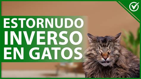 Causas Síntomas Y Tratamiento Del Estornudo Inverso En Gatos Mascotario