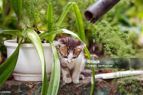 귀여운 작은 회색 새끼 고양이 와 아름 다운 줄무늬 색상 흰색 가슴 0명에 대한 스톡 사진 및 기타 이미지 0명 고양이