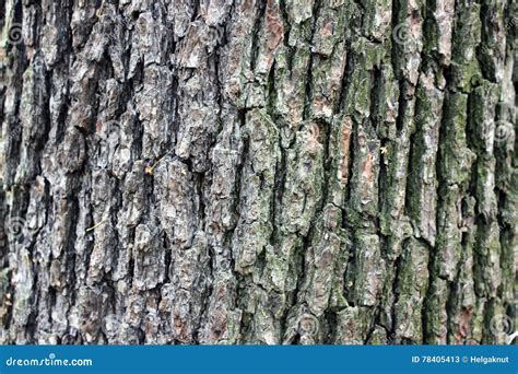 Aspen Tree Texture Stock Image Image Of Surface Detail 78405413