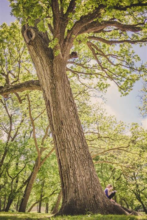 Forest Bathing Shinrin Yoku Plano Magazine