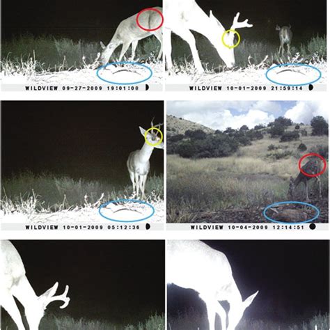 PDF Abundancia Y Densidad De Venado Cola Blanca Odocoileus Virginianus Couesi En Sierra De