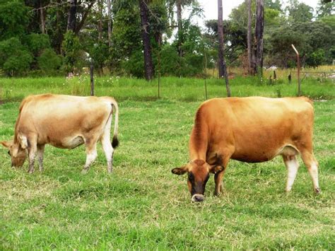 Eddington Gororo On Linkedin Focus On Fertility 1 Genetics And Breeding