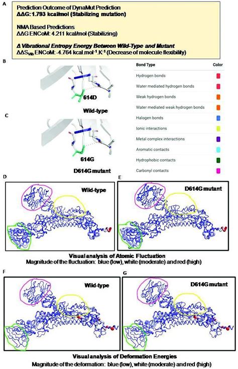 Dynamut Prediction Of Effect Of D G Mutation On Spike Protein A