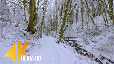 Walking In A Snow Forest 4k Nature Relax Video Proartinc
