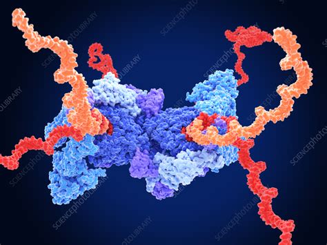Sars Cov 2 Replication Transcription Complex Illustration Stock Image F041 0920 Science